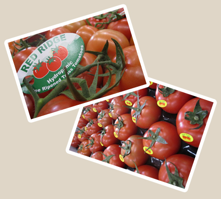 REDRIDGE | Fresh Australian Tomatoes
